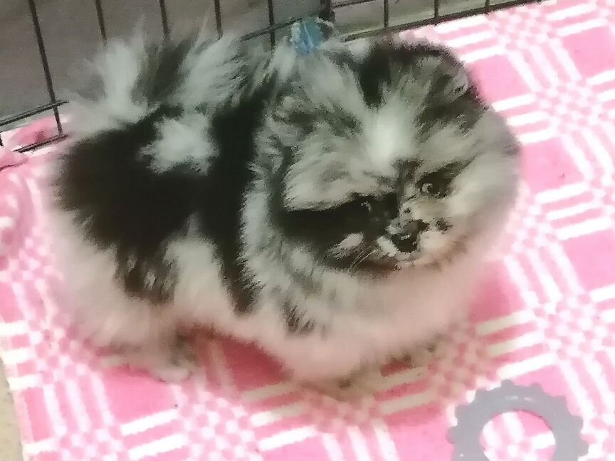 Щенки померанского шпица