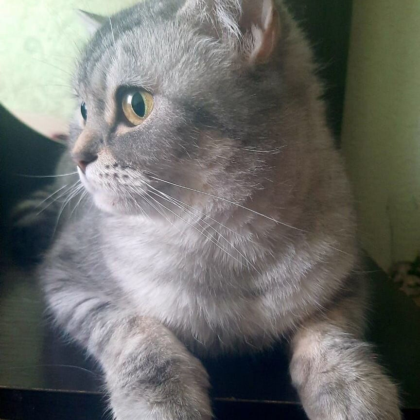 Отдам в добрые руки