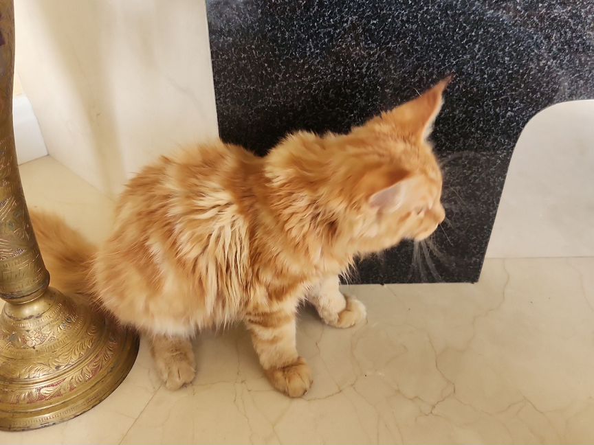 Котенок мейкун красный мрамор