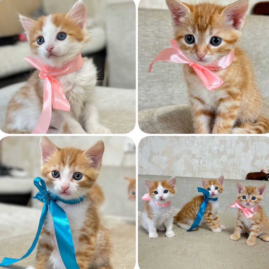 Котята рыжие бесплатно