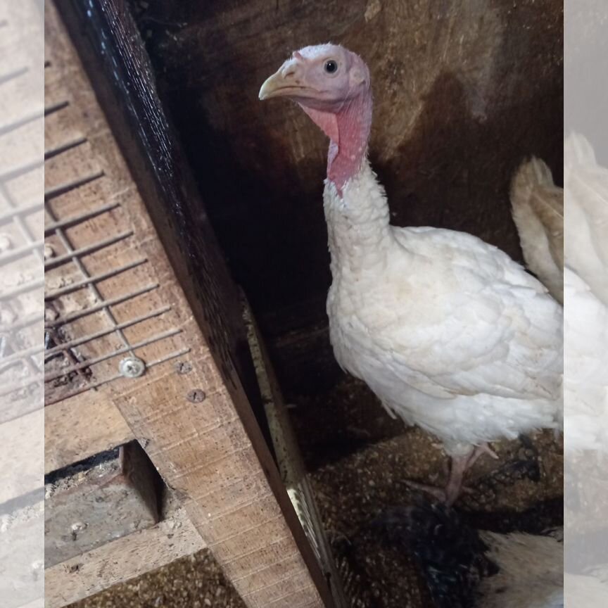 Индюки на племя