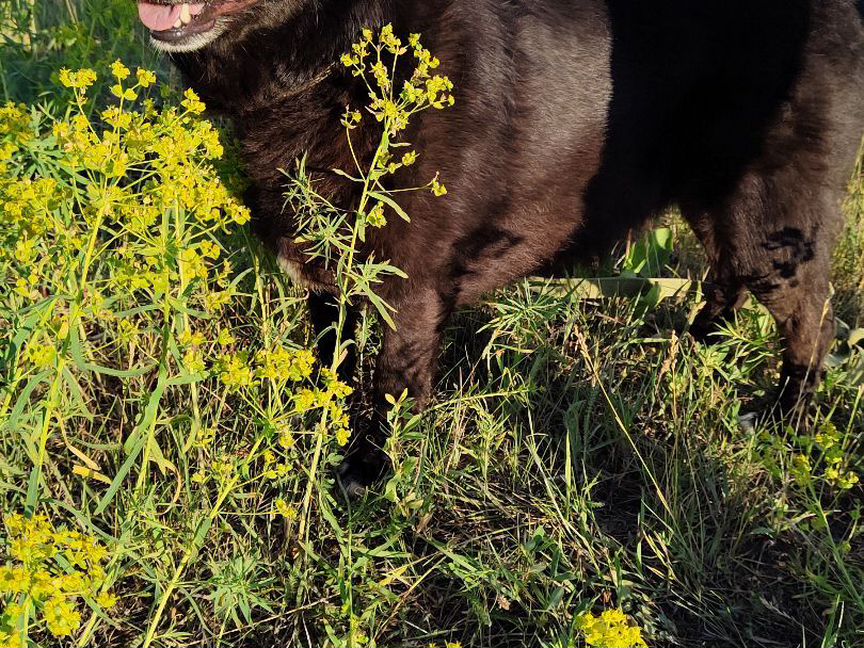 Черничке нужен дом