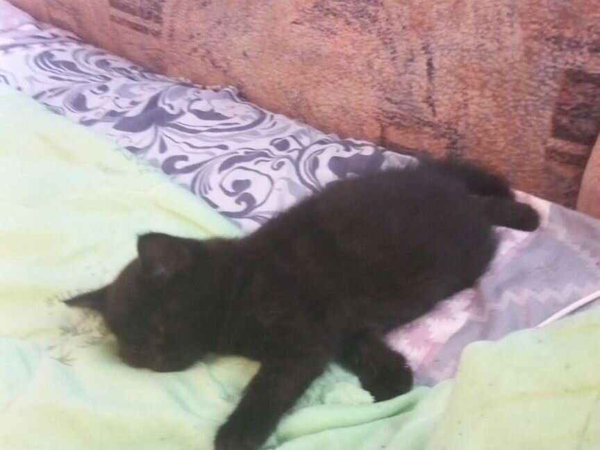 Кошка