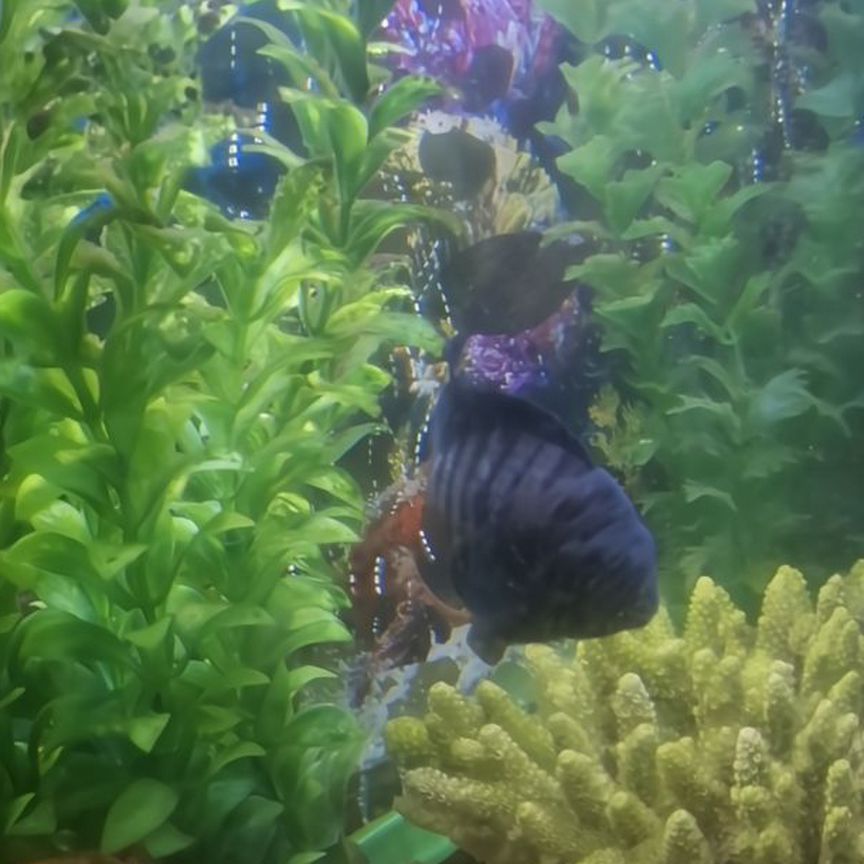 Отдам рыбок