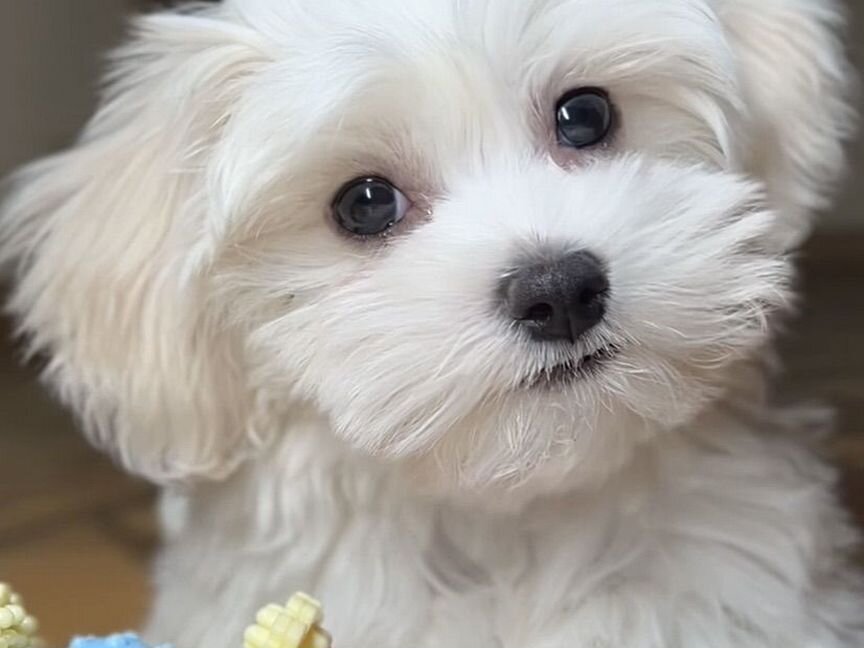 Мальтезе мини