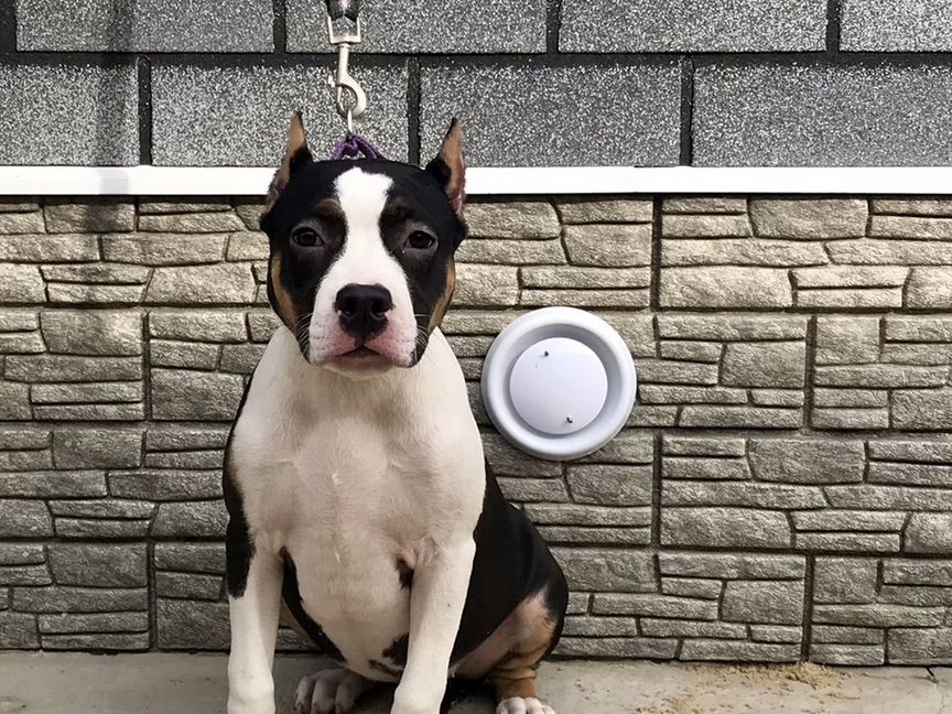 Стаффордширский терьер