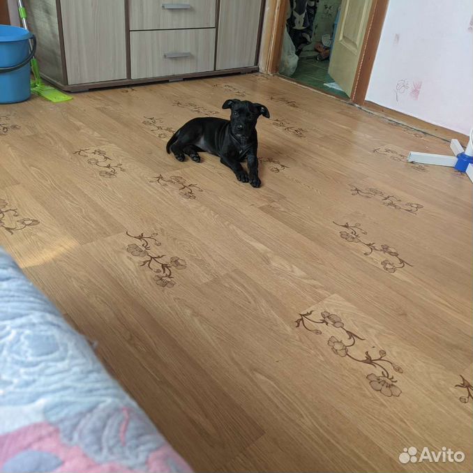 Отдам в добрые руки маленькую девочку стафф