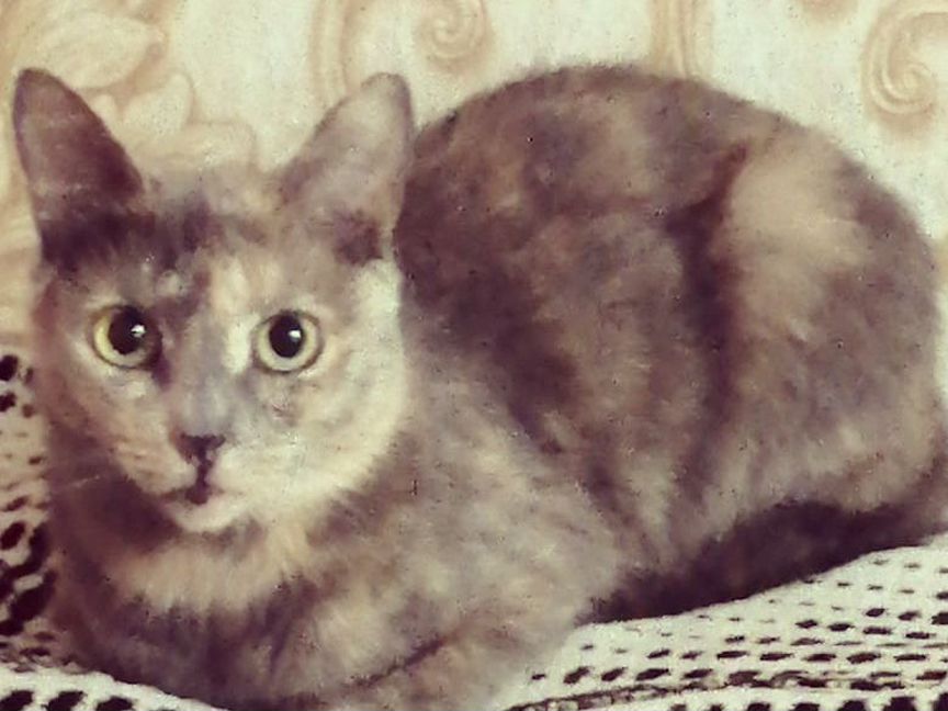 Кошка очень ищет помощь