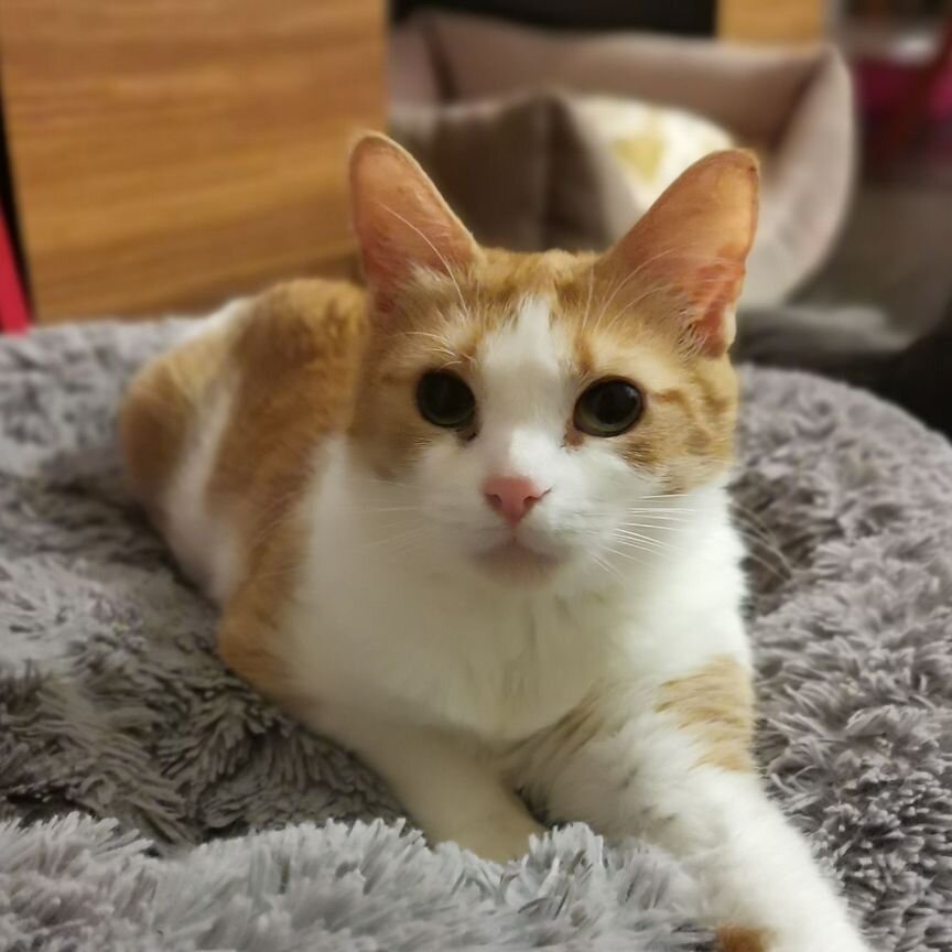 Миниатюрная девочка Алиса