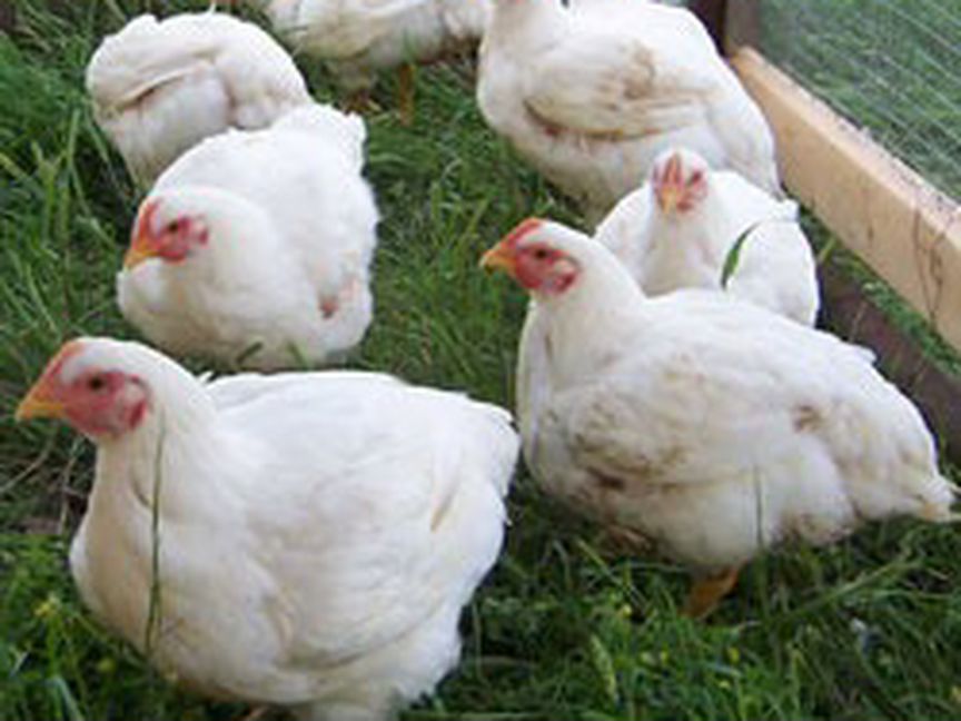 Бройлеры маточные