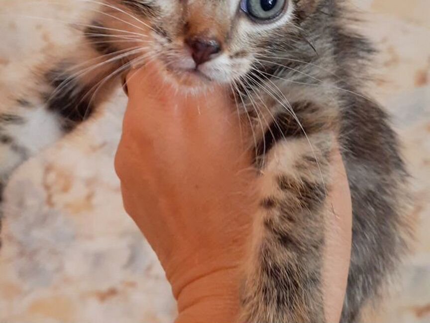 Котёнок Василёк ищет дом