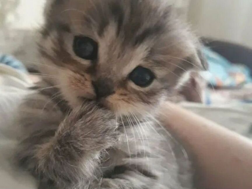 Котёнок вдобрые руки даром