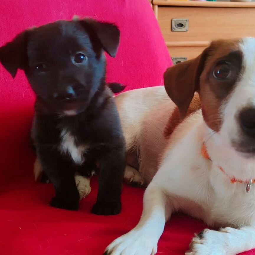 Отдам бесплатно щенки маленькая порода