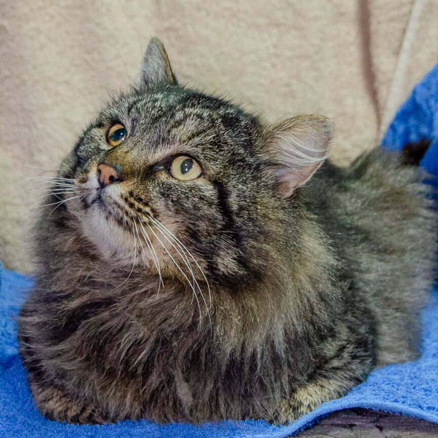 Отдам кота в добрые руки