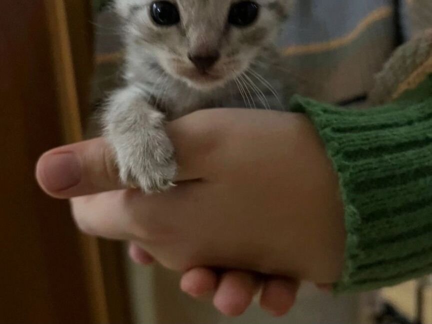 Бритнская кошка с шиншилловым окрасом