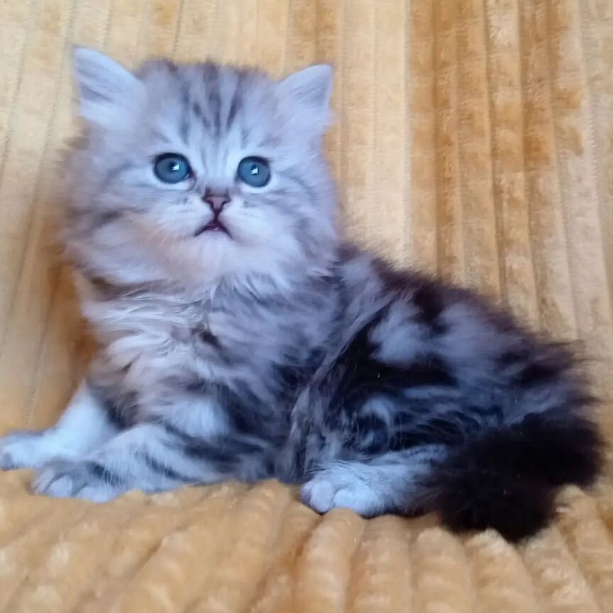 Шотландский вислоухий короткошёрстный котёнок