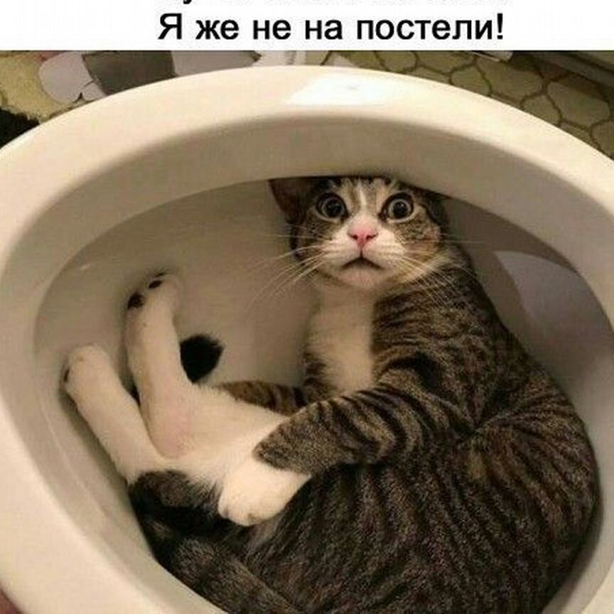 Худший наполнитель для вашей кошки