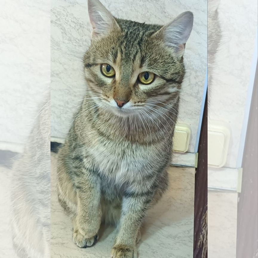 Взрослый кот в добрые руки