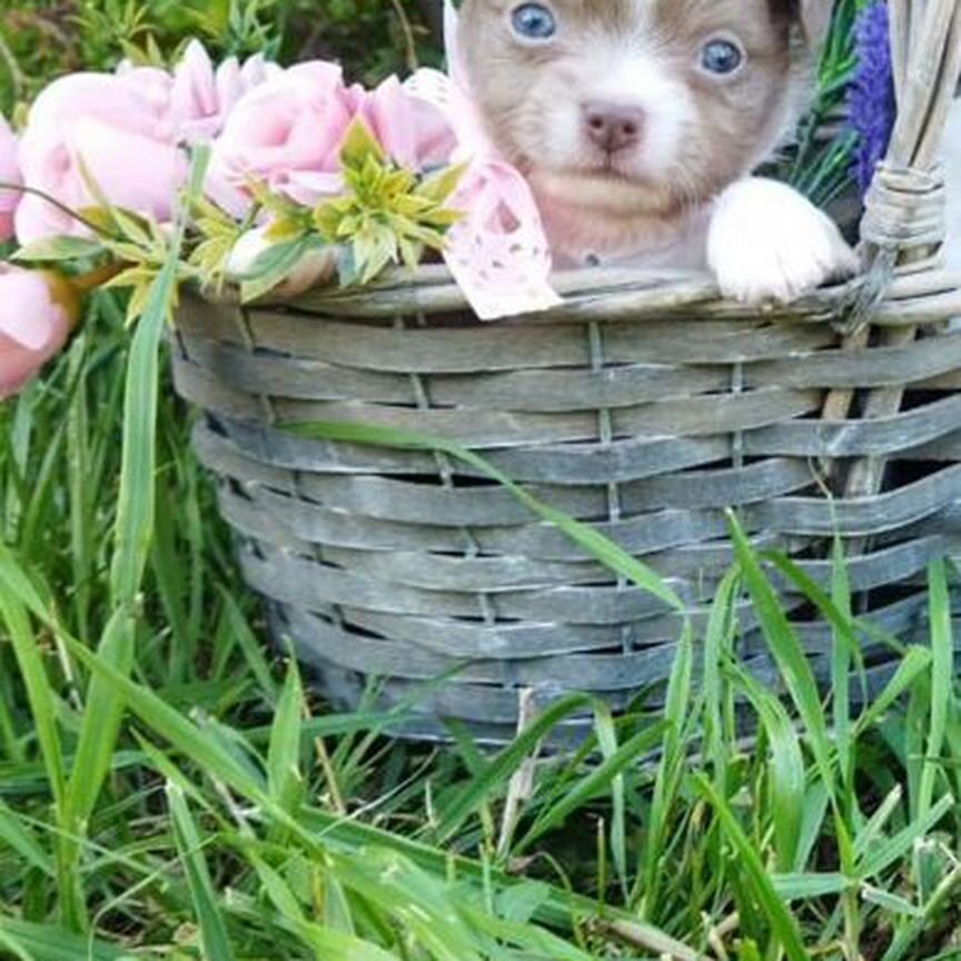 Чихуахуа мальчик и девочка