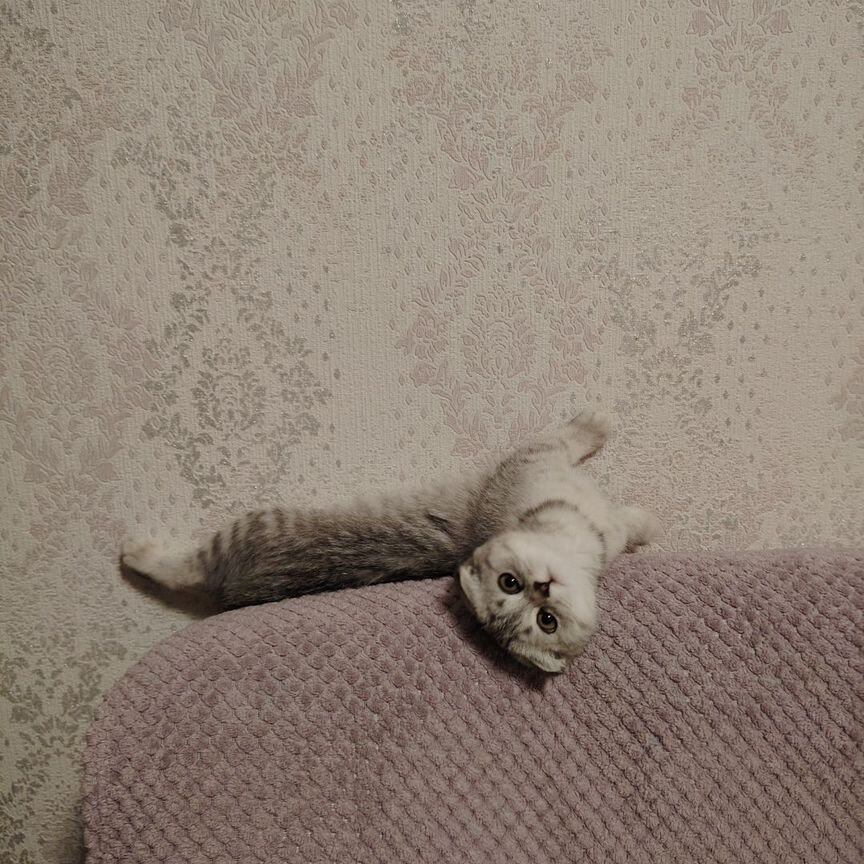 Вислоухая шотландка