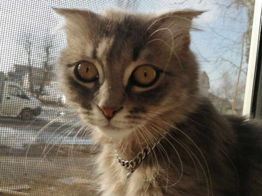 Потерялся кот