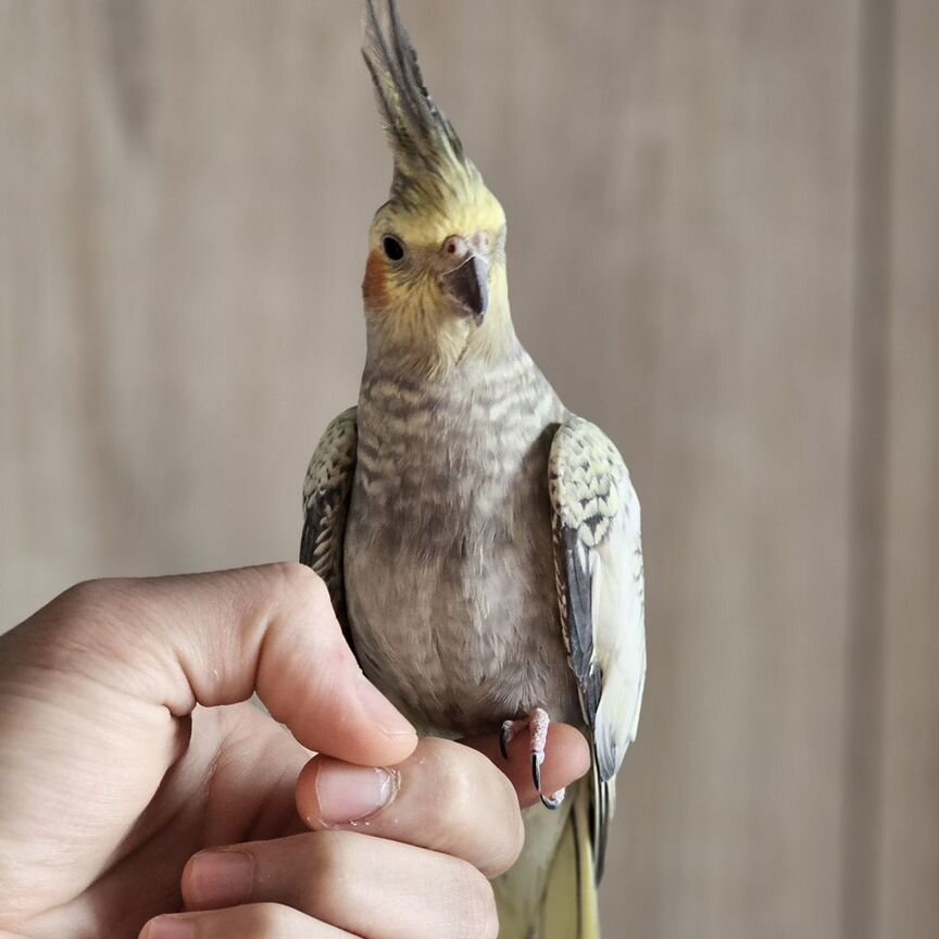 Попугай корелла ручной с большой клеткой