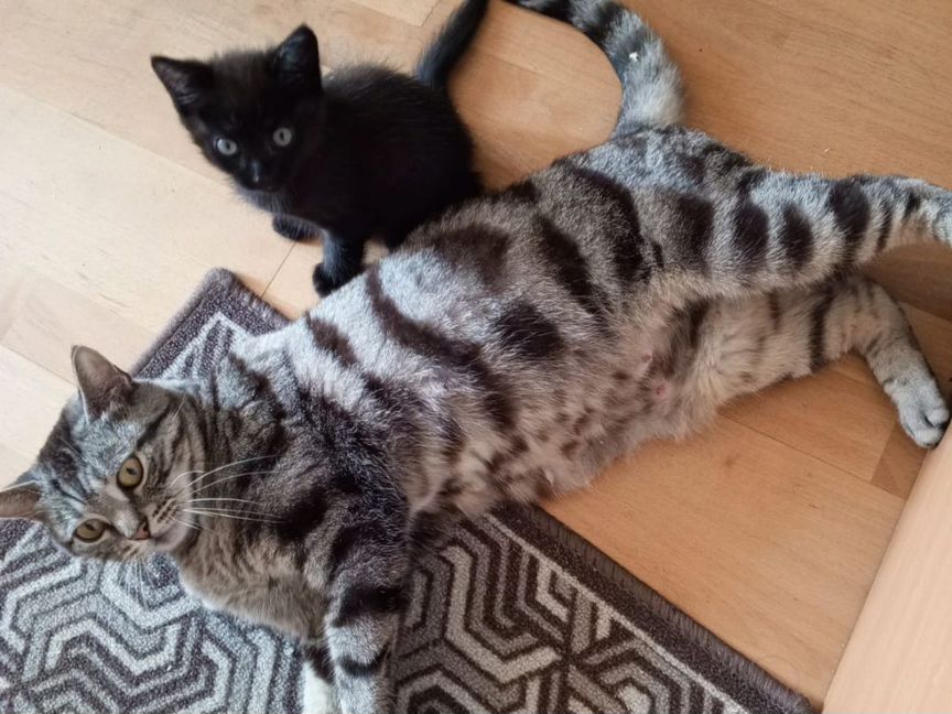 Черный котик от мамы бенгала