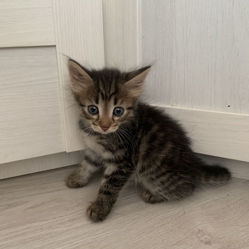 Сладенькие малыши котята