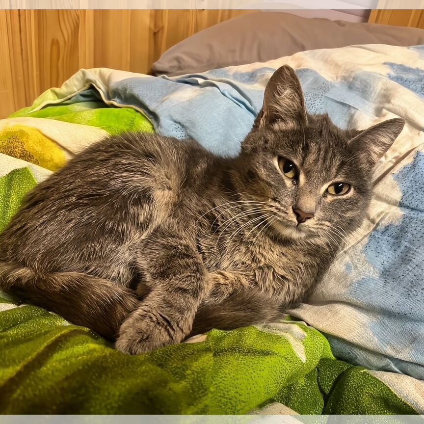 Взрослая, Девочка кошка в добрые руки