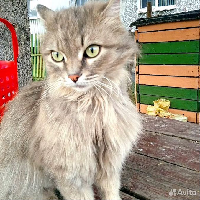 Красавица кошечка очень вас ждёт