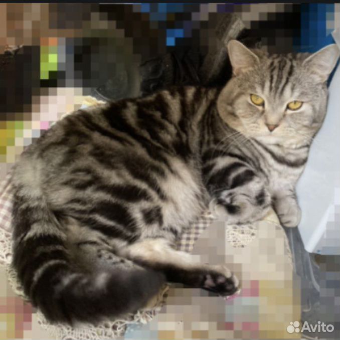 Кот шотландец вязка