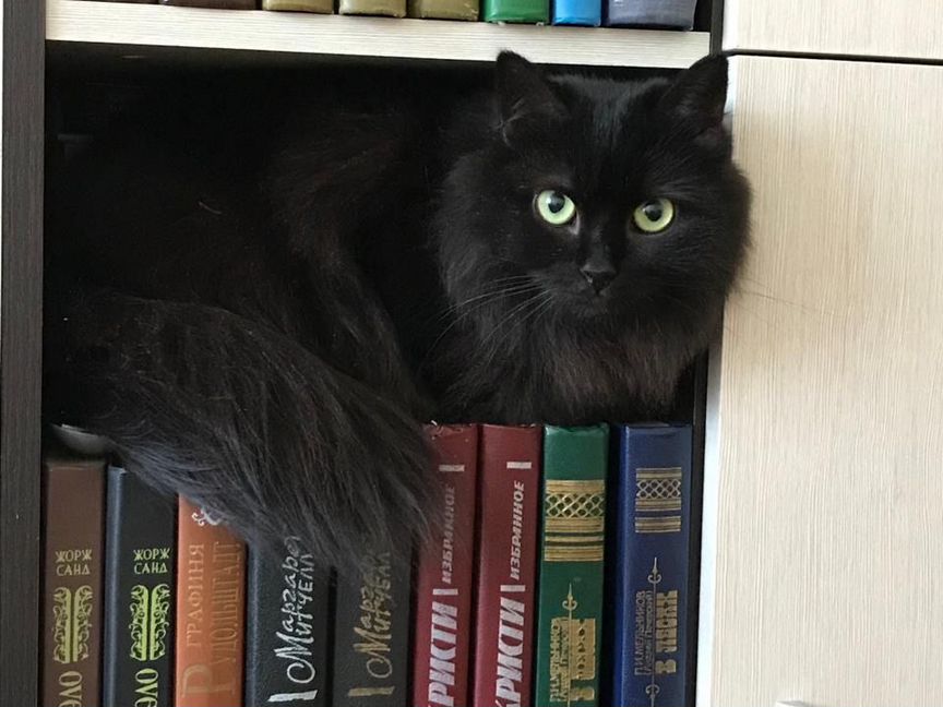 Кошечка в добрые руки