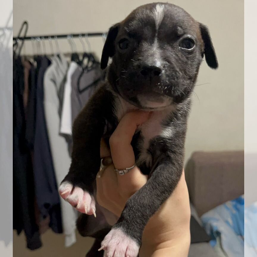 Щенок стаффордширского терьера