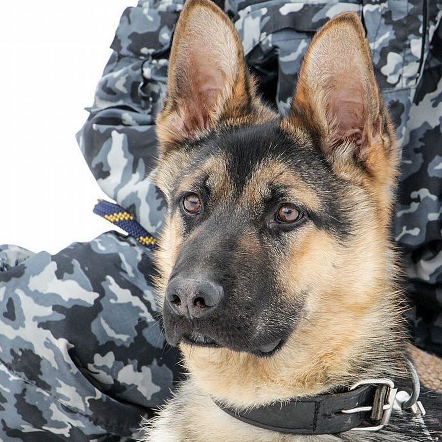 Восточноевропейская овчарка, щенок