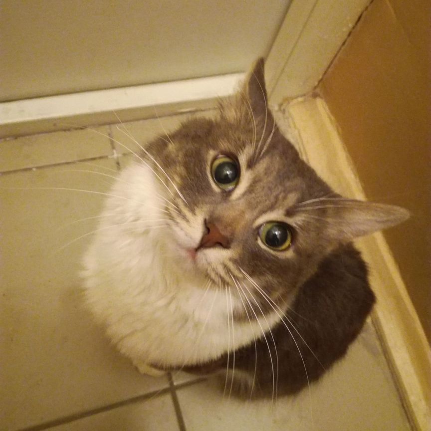 Котик в добрые руки