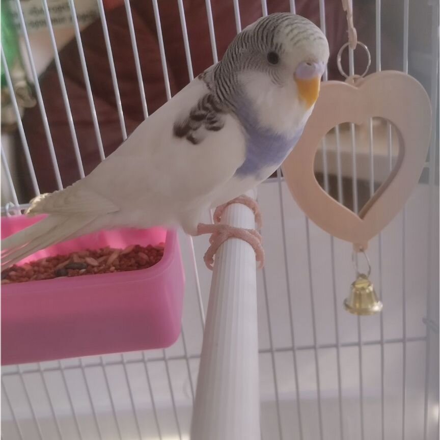 Попугай волнистый с клеткой