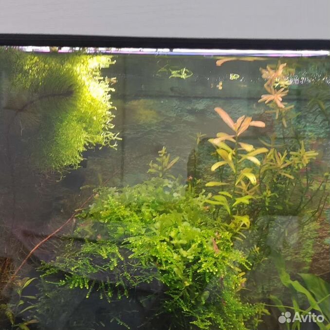 Креветки вишня, риччия, роголистник