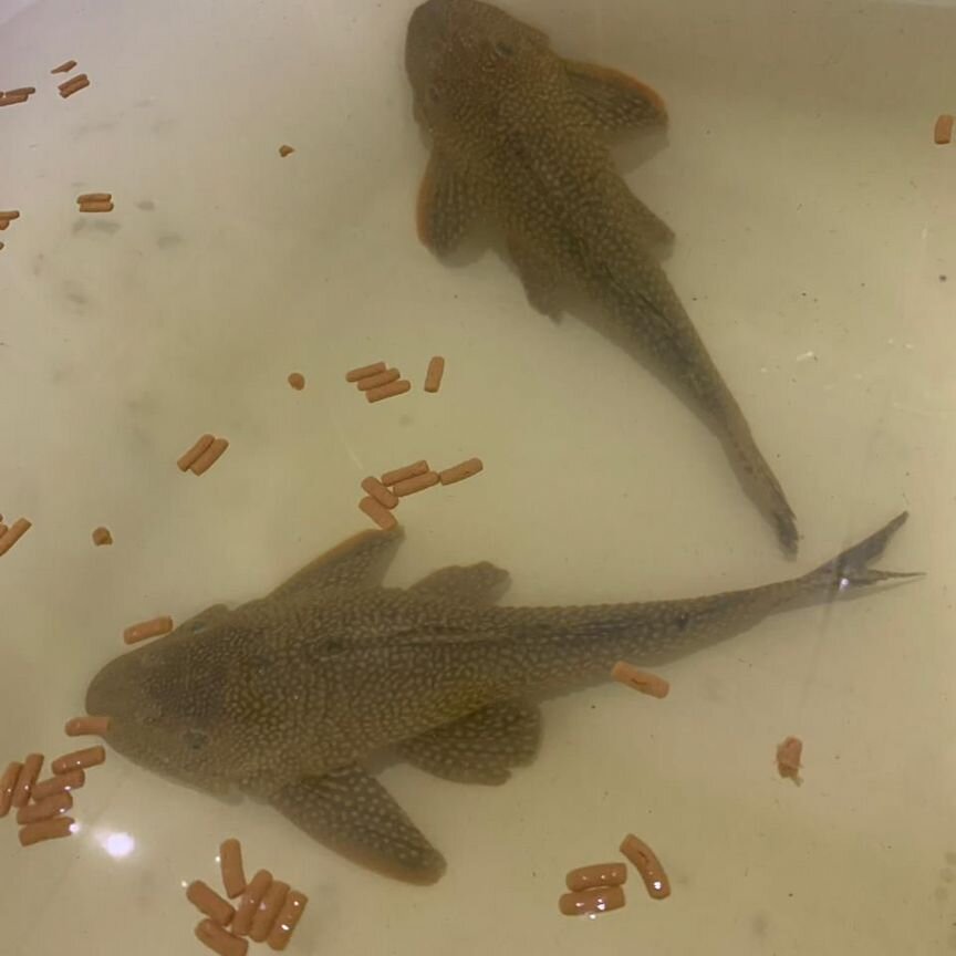 Живая рыба сом