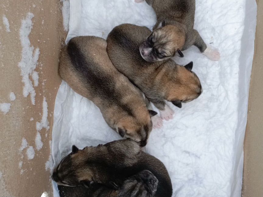 Продам щенков хаски