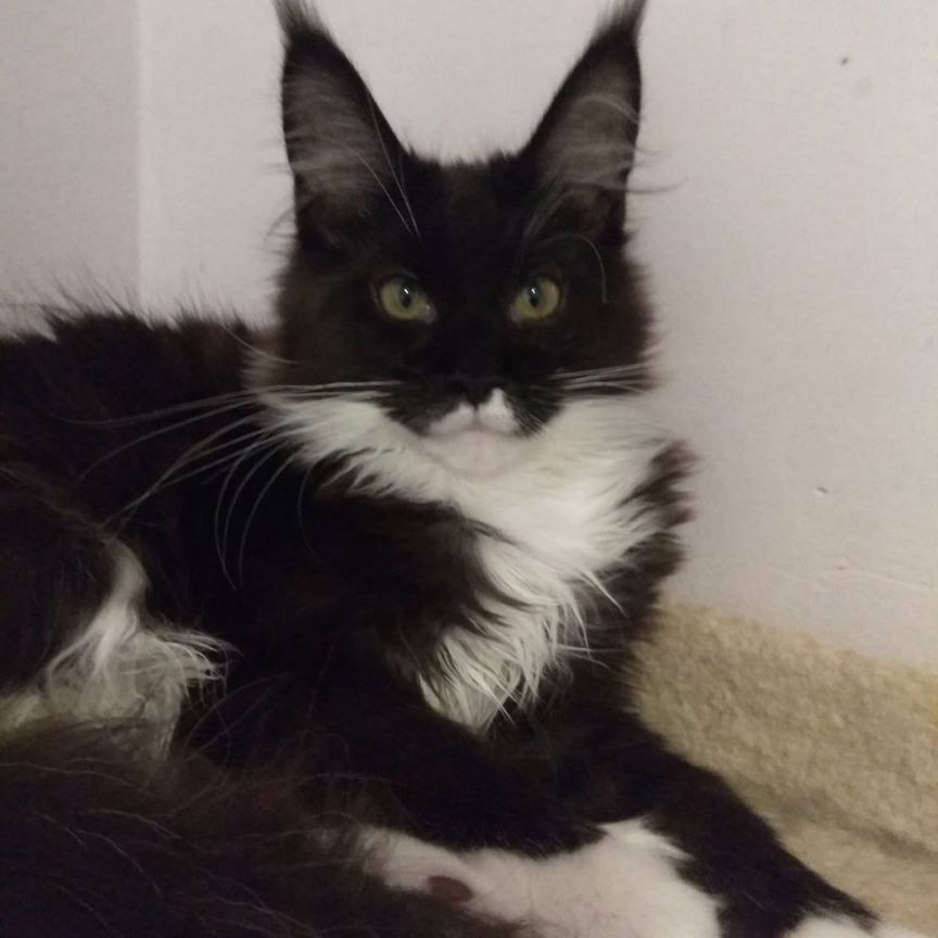 Мейн-кун котёнок