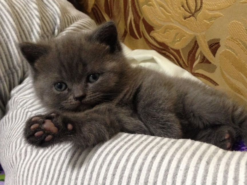 Дымчатые котята мальчики