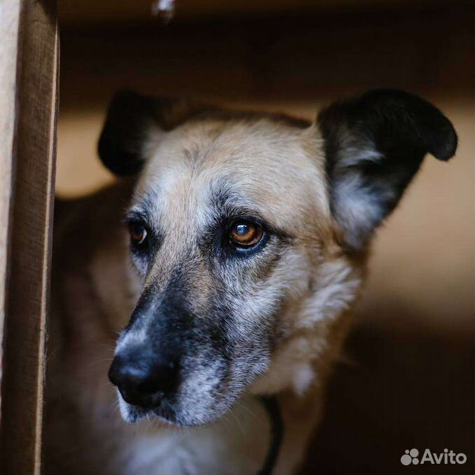 Собака Таша ищет семью