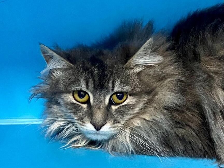 Котенок Бейлис. Сибирская в дар