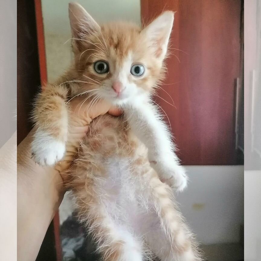 Котёнок в добрые руки