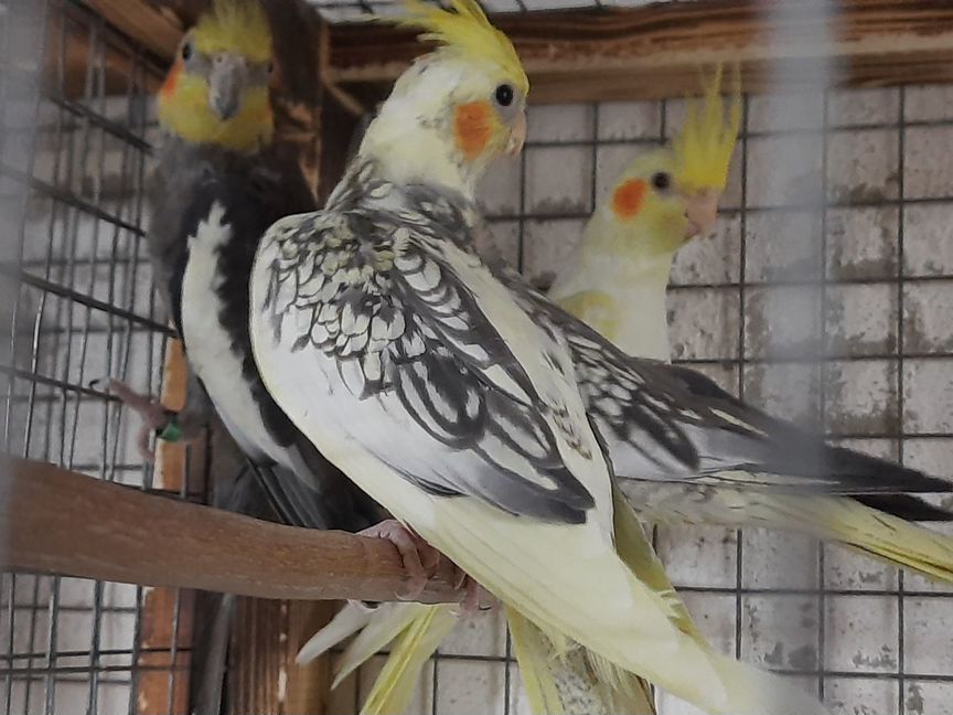 Попугаи корелла, ожереловые, какарики, волнистые