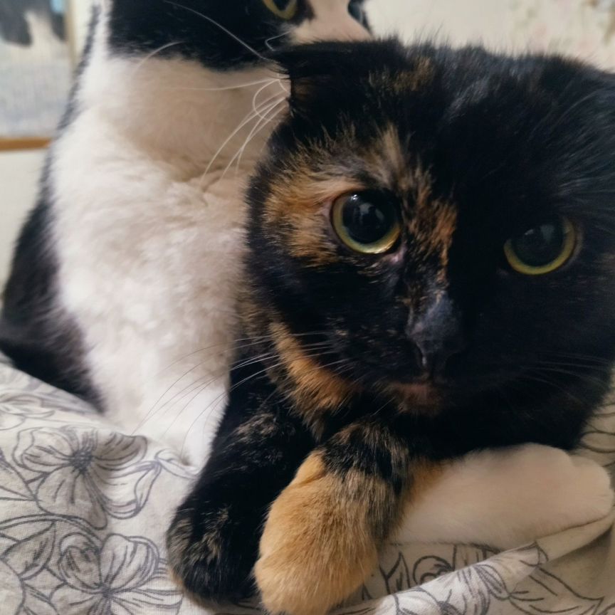 Отдам бесплатно