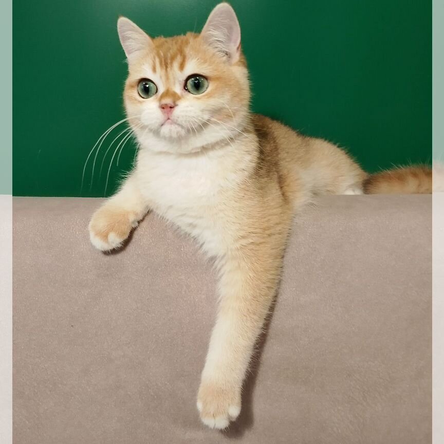 Шотландский прямоухий короткошёрстный котёнок