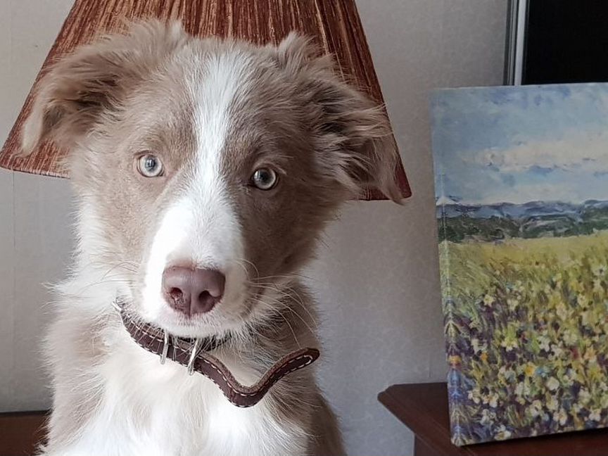 Бордер колли