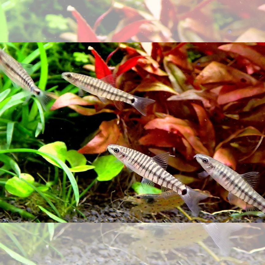 Боция зебра карлик рыбка аквариумная