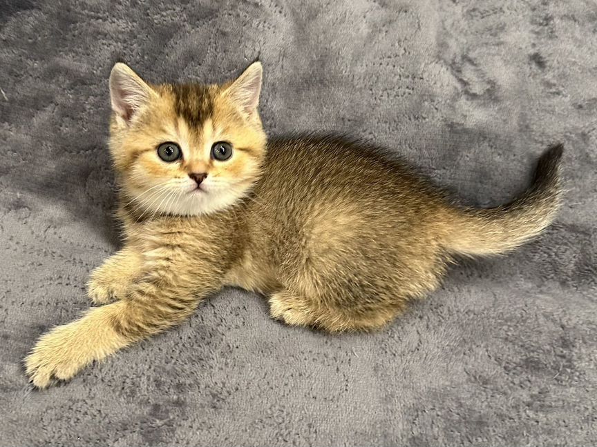 Шотландская малышка